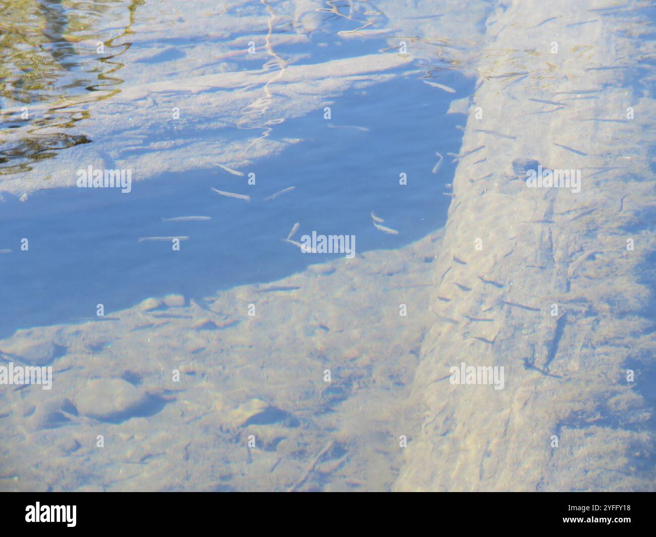 Salmons and Trouts (Salmoninae Stock Photo - Alamy