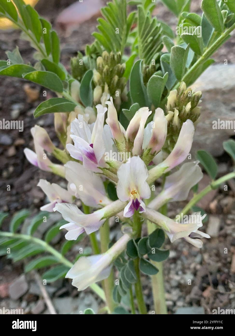 Ground-plum (Astragalus crassicarpus Stock Photo - Alamy