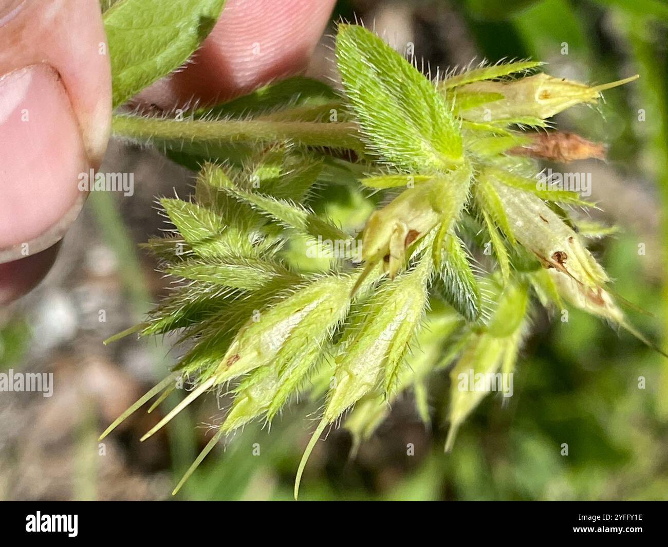 Virginia marbleseed (Lithospermum virginianum Stock Photo - Alamy
