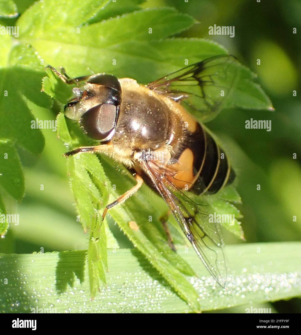 Stripe-winged Drone Fly (Eristalis horticola Stock Photo - Alamy