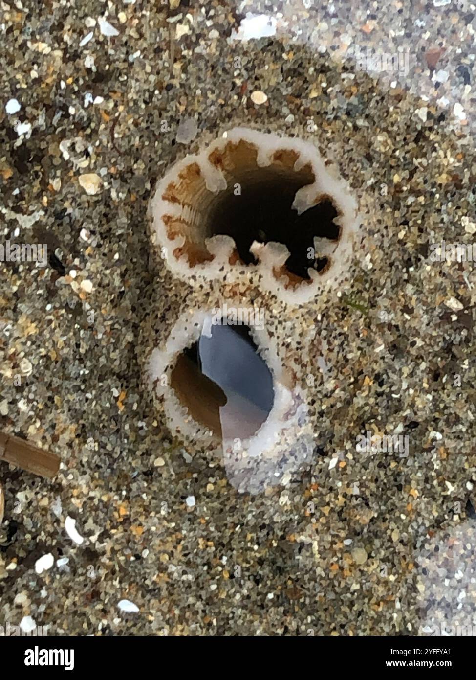 Rough piddock hi-res stock photography and images - Alamy