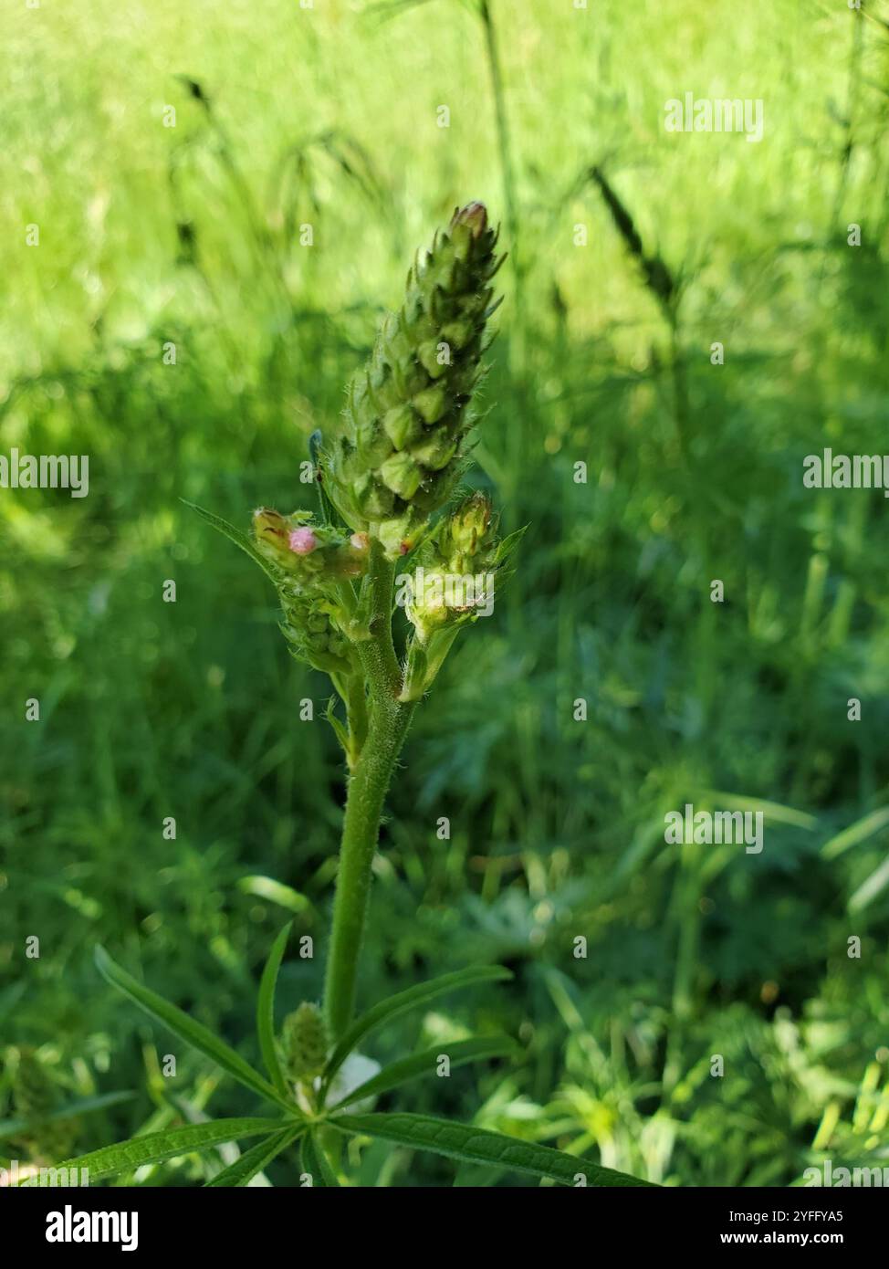Meadow checker mallow hi-res stock photography and images - Alamy