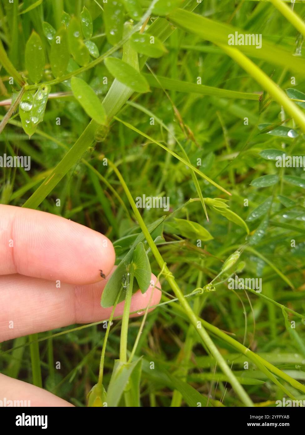 Yellow vetchling lathyrus aphaca hi-res stock photography and images ...