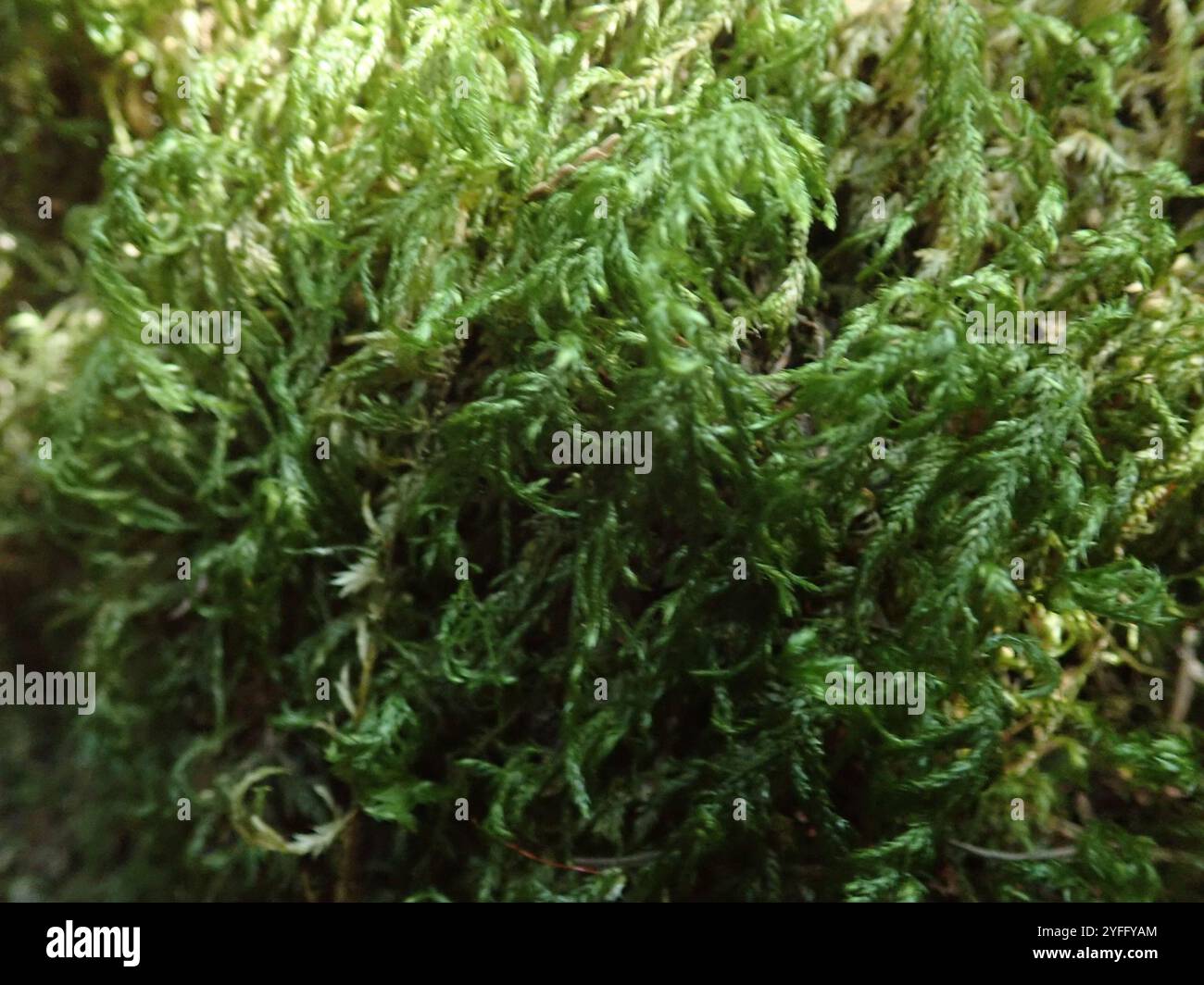 Cat's Tail Moss (Pseudisothecium stoloniferum Stock Photo - Alamy