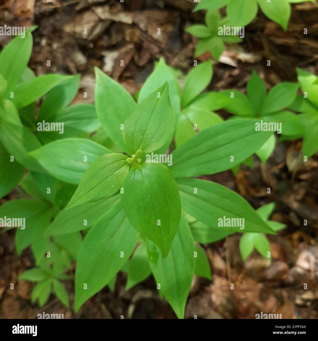Cucumber Root (Medeola virginiana Stock Photo - Alamy