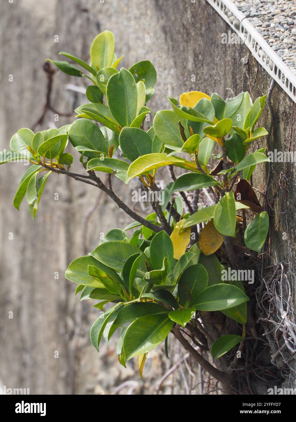 Chinese banyan (Ficus microcarpa Stock Photo - Alamy
