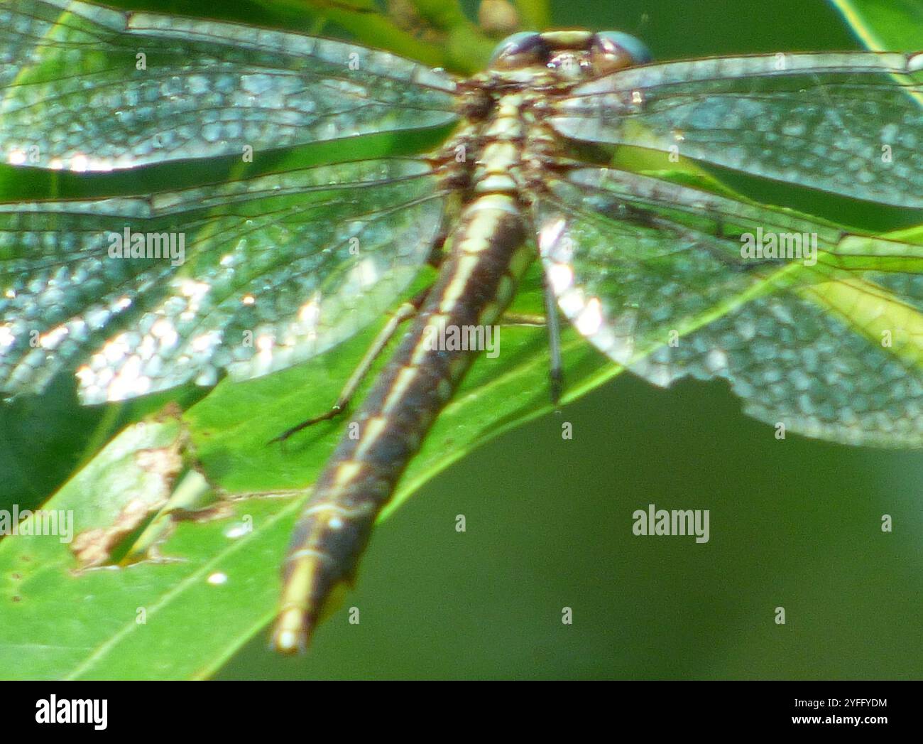 Phanogomphus Clubtails (Phanogomphus Stock Photo - Alamy