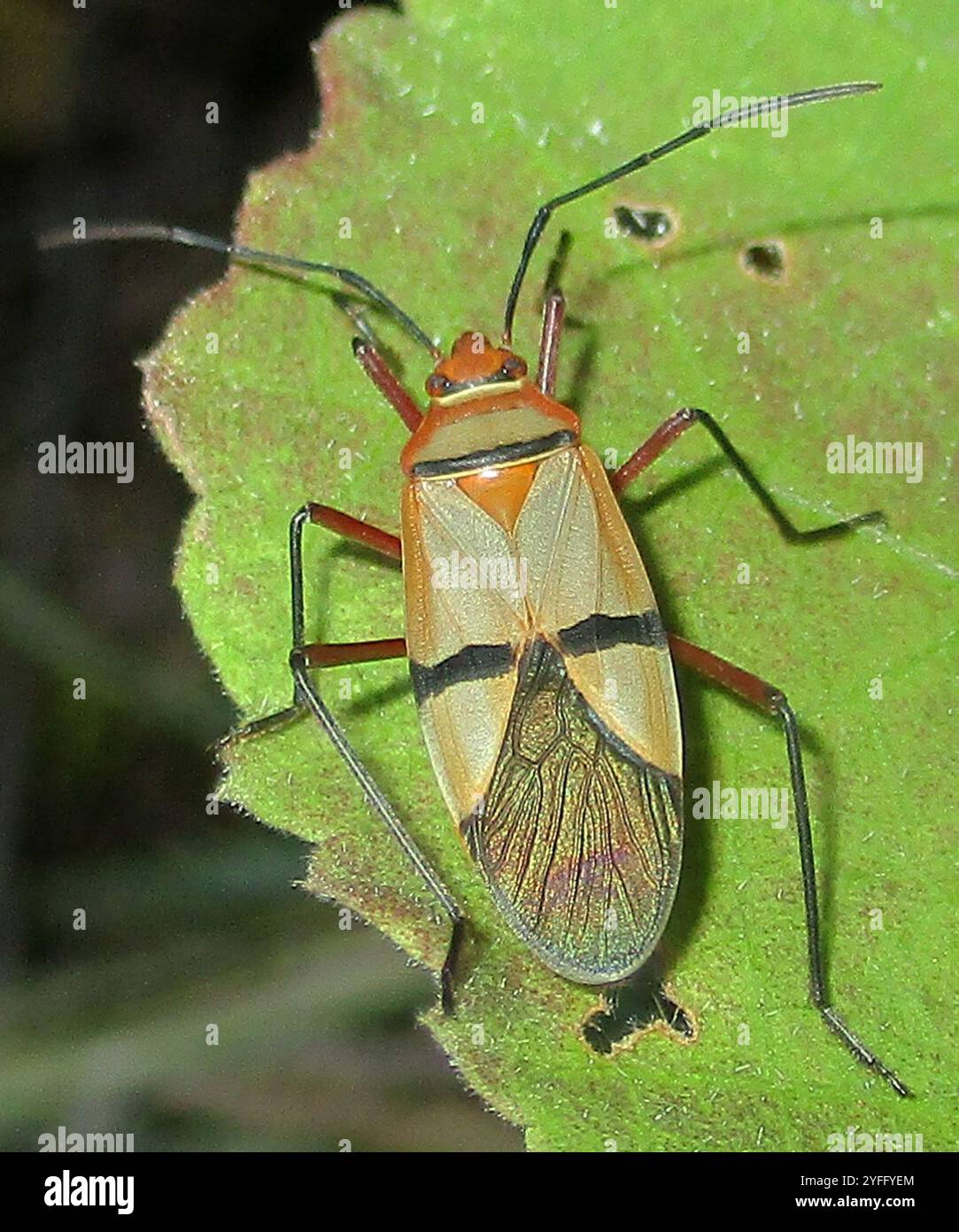 Dysdercus nigrofasciatus hi-res stock photography and images - Alamy