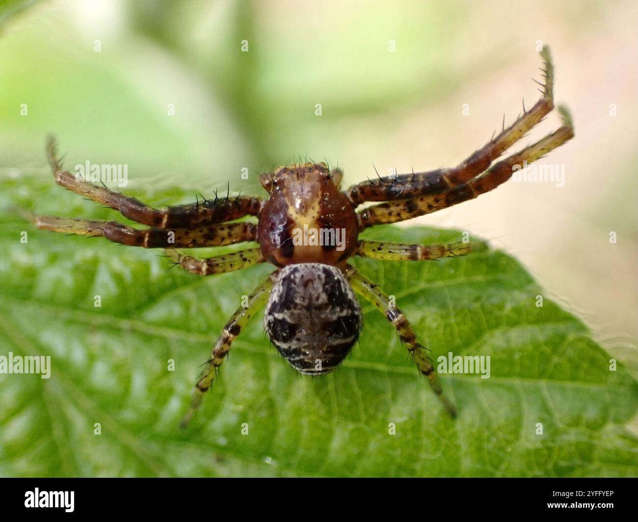 Crab Spiders (Thomisidae Stock Photo - Alamy