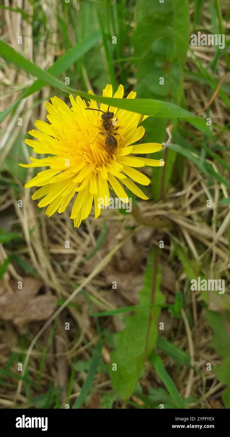 Mining Bees (Andrena Stock Photo - Alamy