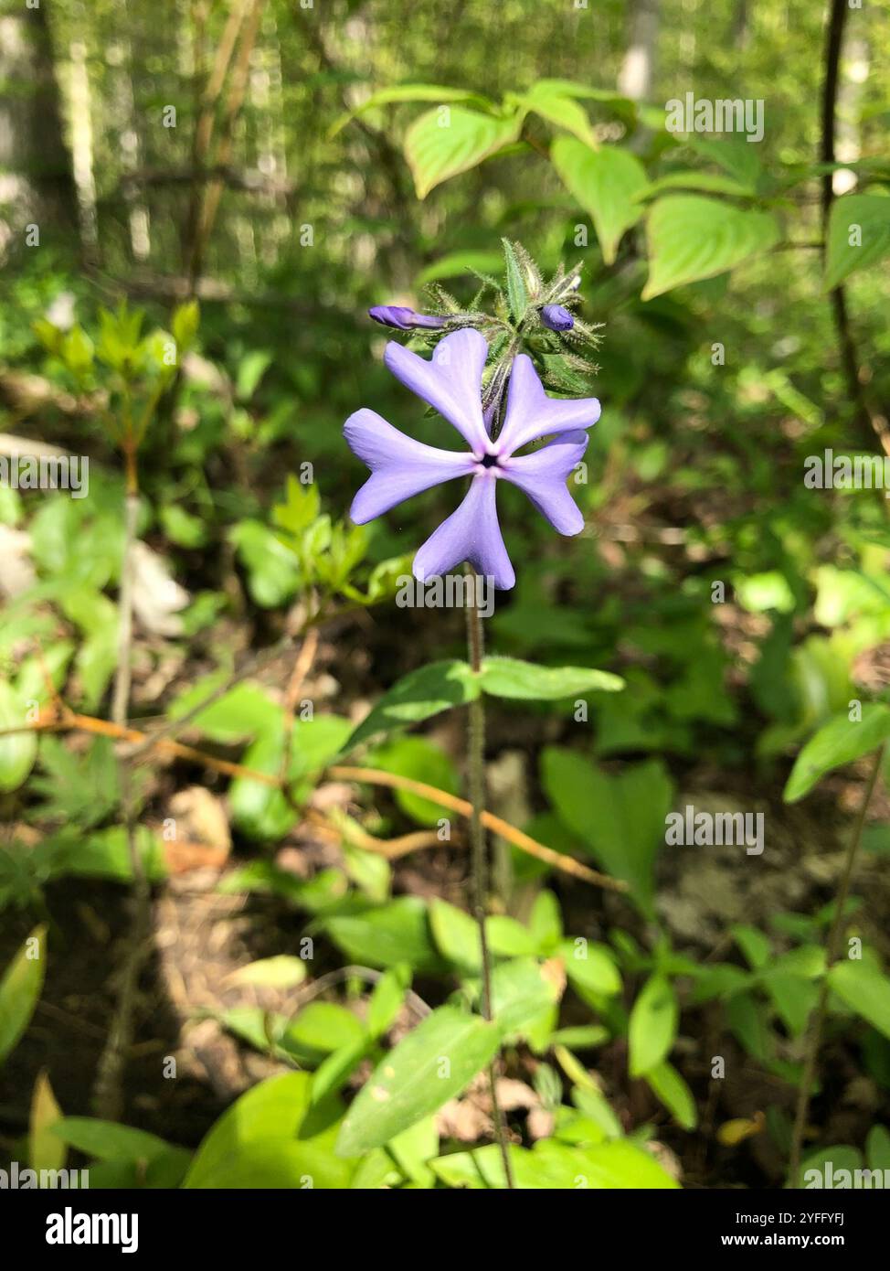 blue phlox (Phlox divaricata Stock Photo - Alamy
