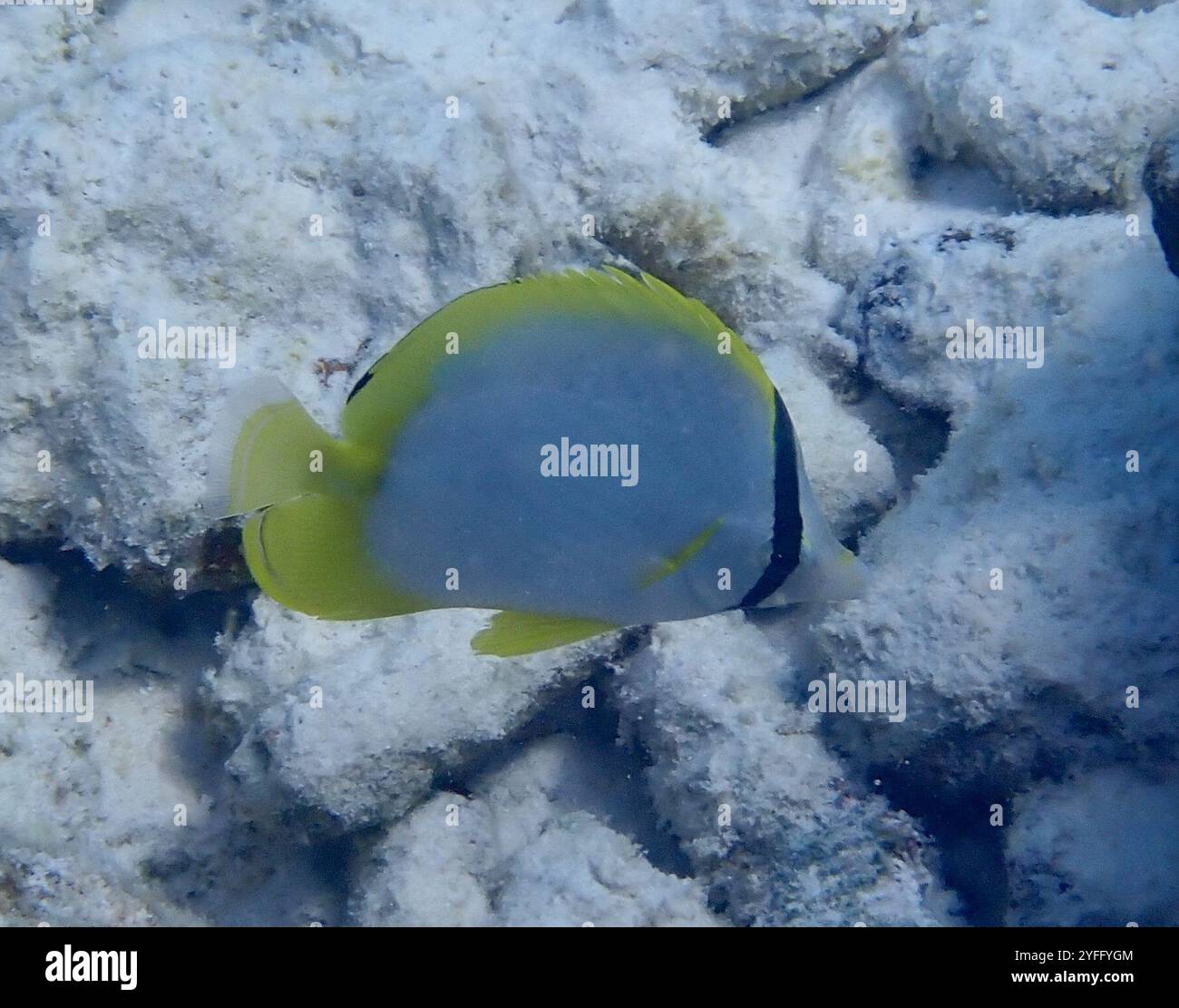 Spotfin Butterflyfish (Chaetodon ocellatus Stock Photo - Alamy