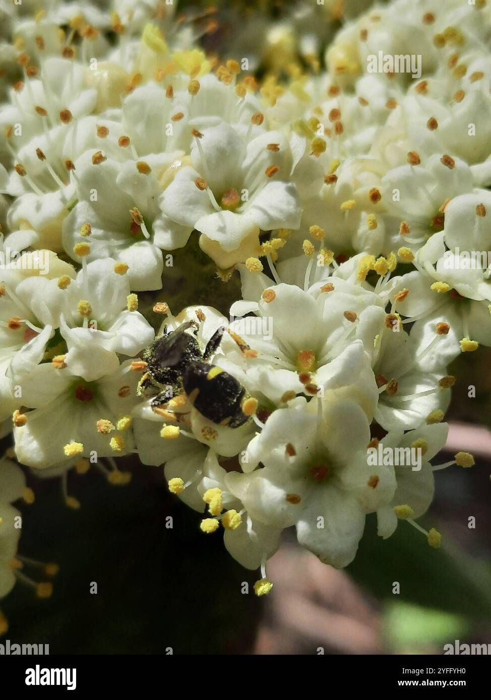 Square-headed Wasps, Sand Wasps, and Allies (Crabronidae Stock Photo ...