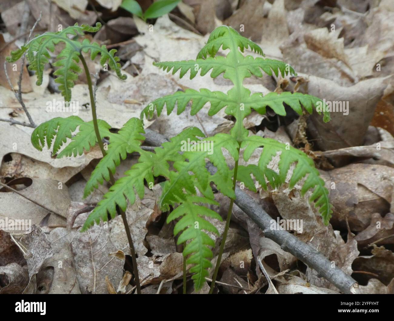 broad beech fern (Phegopteris hexagonoptera Stock Photo - Alamy