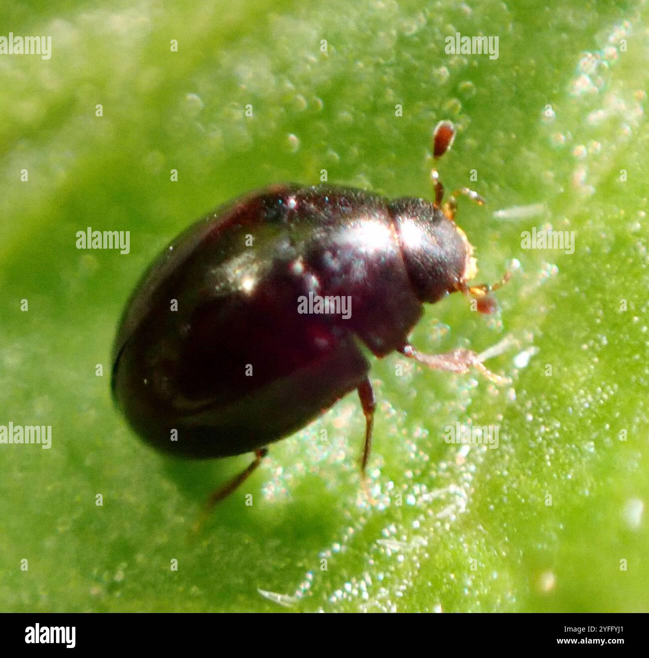 Phalacridae hi-res stock photography and images - Alamy