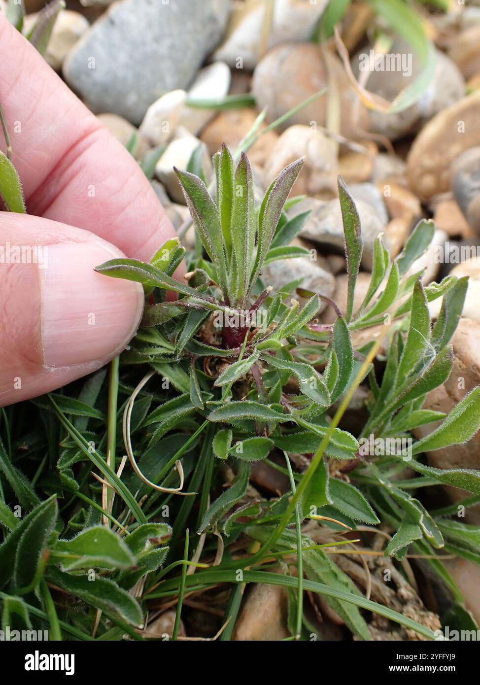 Nottingham Catchfly (Silene nutans Stock Photo - Alamy
