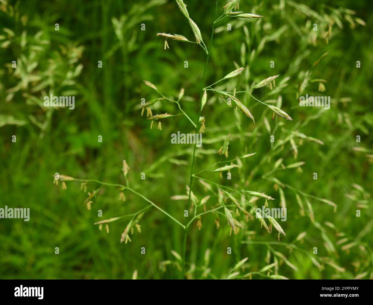 tall fescue (Lolium arundinaceum Stock Photo - Alamy
