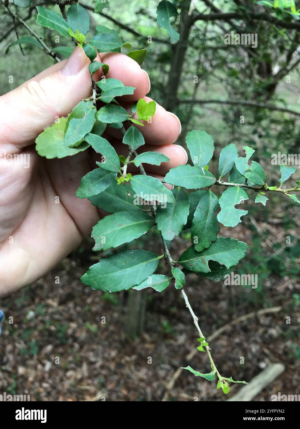Yaupon Holly (Ilex vomitoria Stock Photo - Alamy