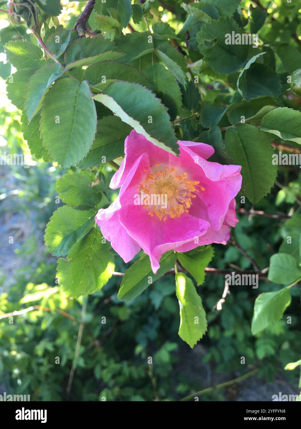 Nootka rose (Rosa nutkana Stock Photo - Alamy