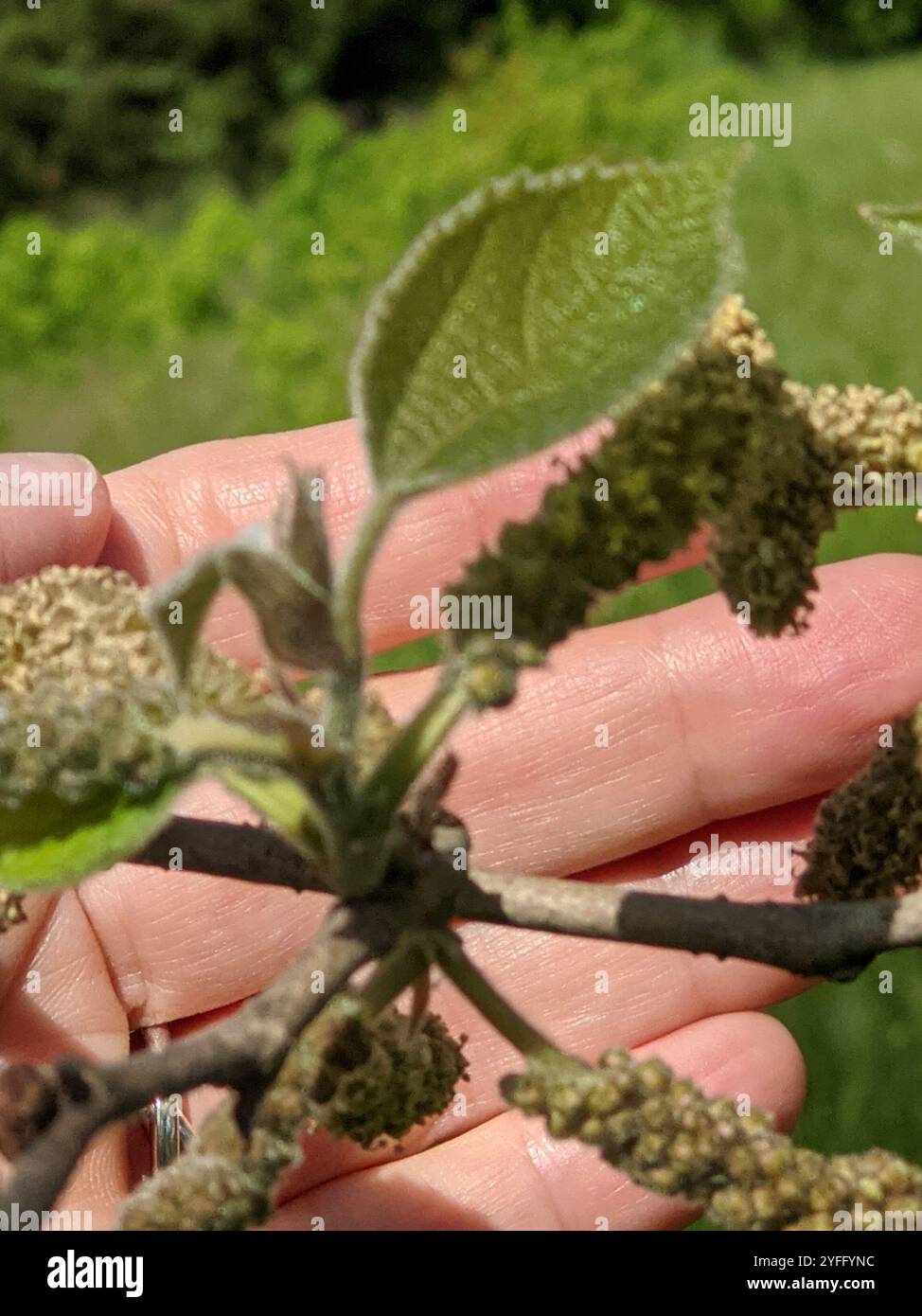 red mulberry (Morus rubra Stock Photo - Alamy