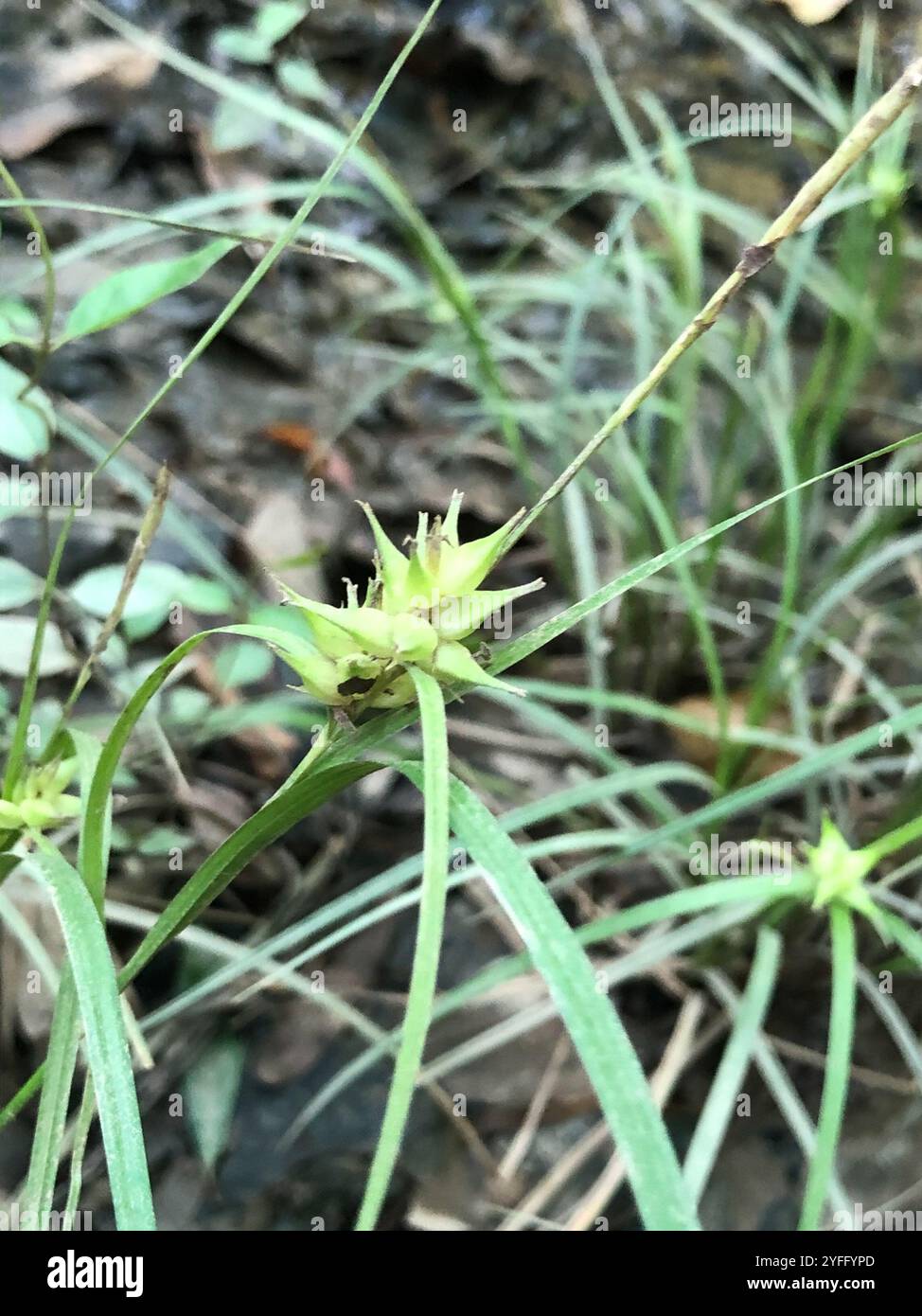 bladder sedge (Carex intumescens Stock Photo - Alamy