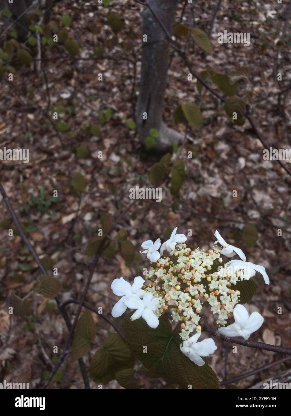 hobblebush (Viburnum lantanoides Stock Photo - Alamy