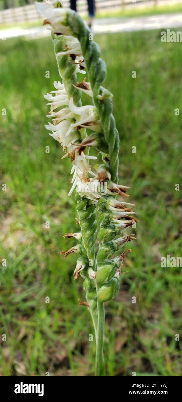 Spring Ladies' Tresses (Spiranthes vernalis Stock Photo - Alamy