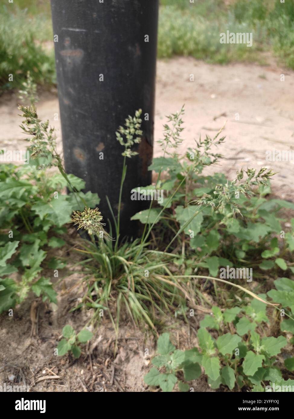 Bulbous Bluegrass (Poa bulbosa Stock Photo - Alamy