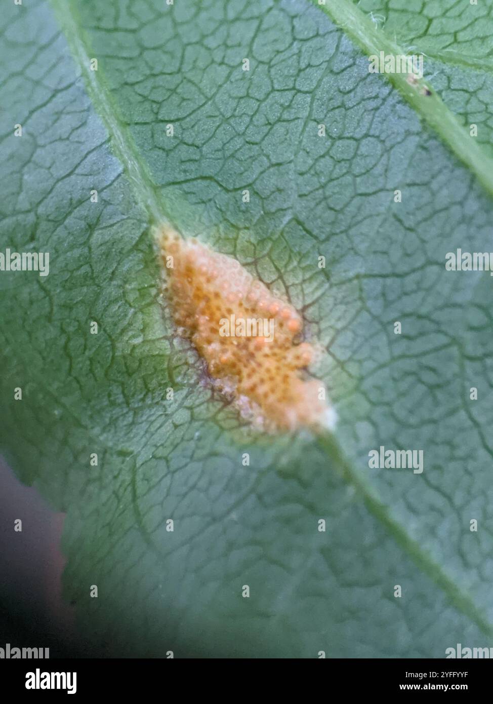 Orange-Yellow Rusts (Puccinia Stock Photo - Alamy