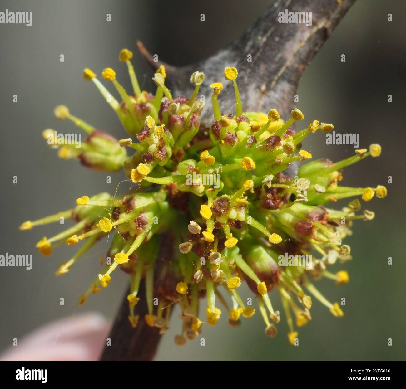 common prickly ash (Zanthoxylum americanum Stock Photo - Alamy