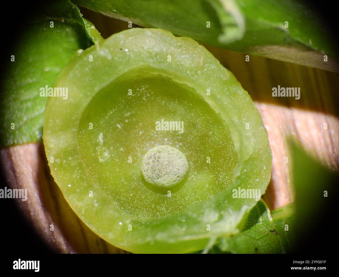 Succulent Oak Gall Wasp (Dryocosmus quercuspalustris Stock Photo - Alamy