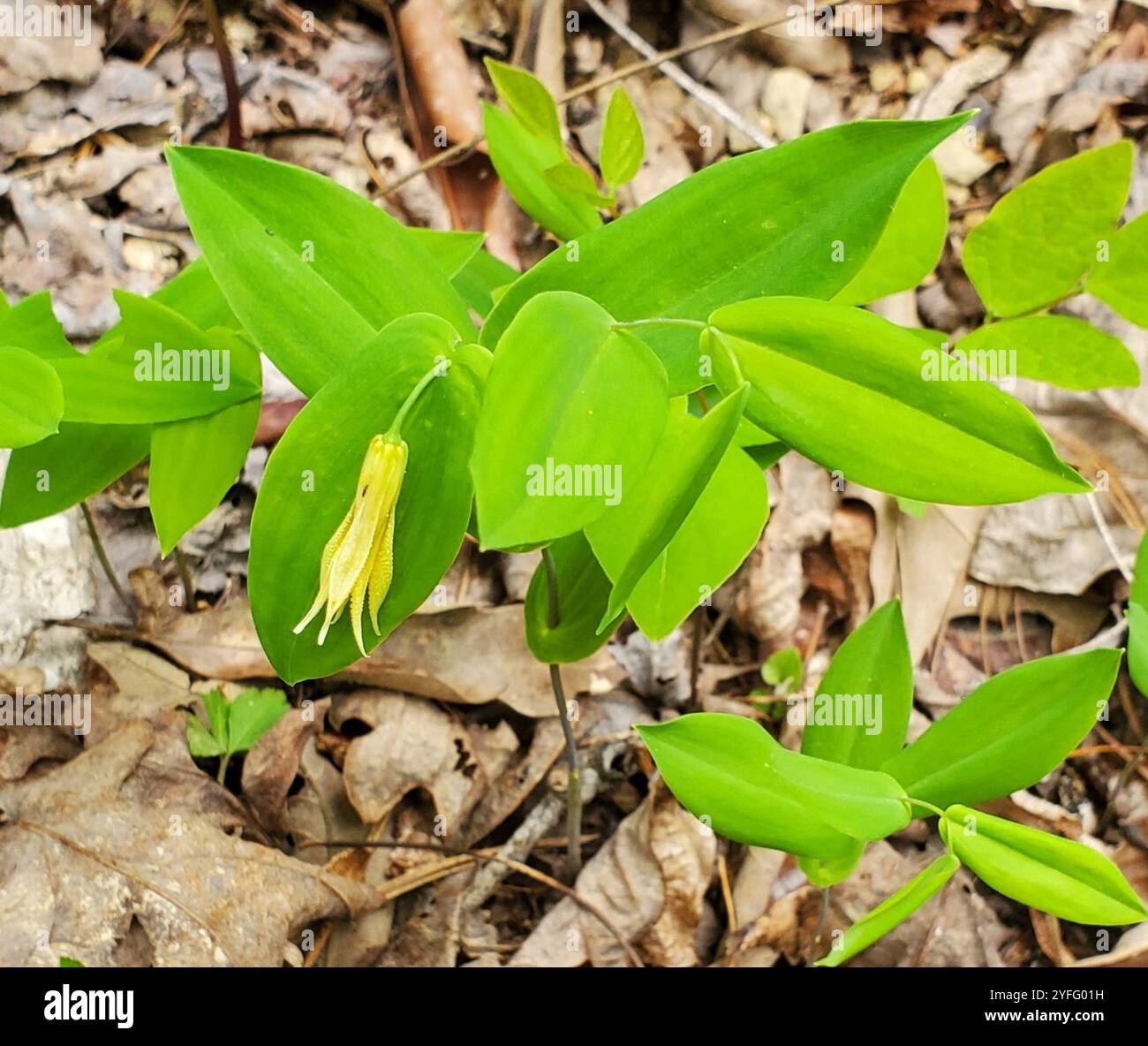perfoliate bellwort (Uvularia perfoliata Stock Photo - Alamy
