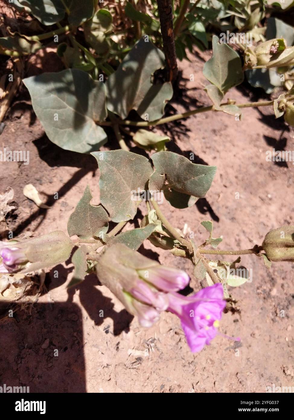 Colorado Four o'Clock (Mirabilis multiflora Stock Photo - Alamy