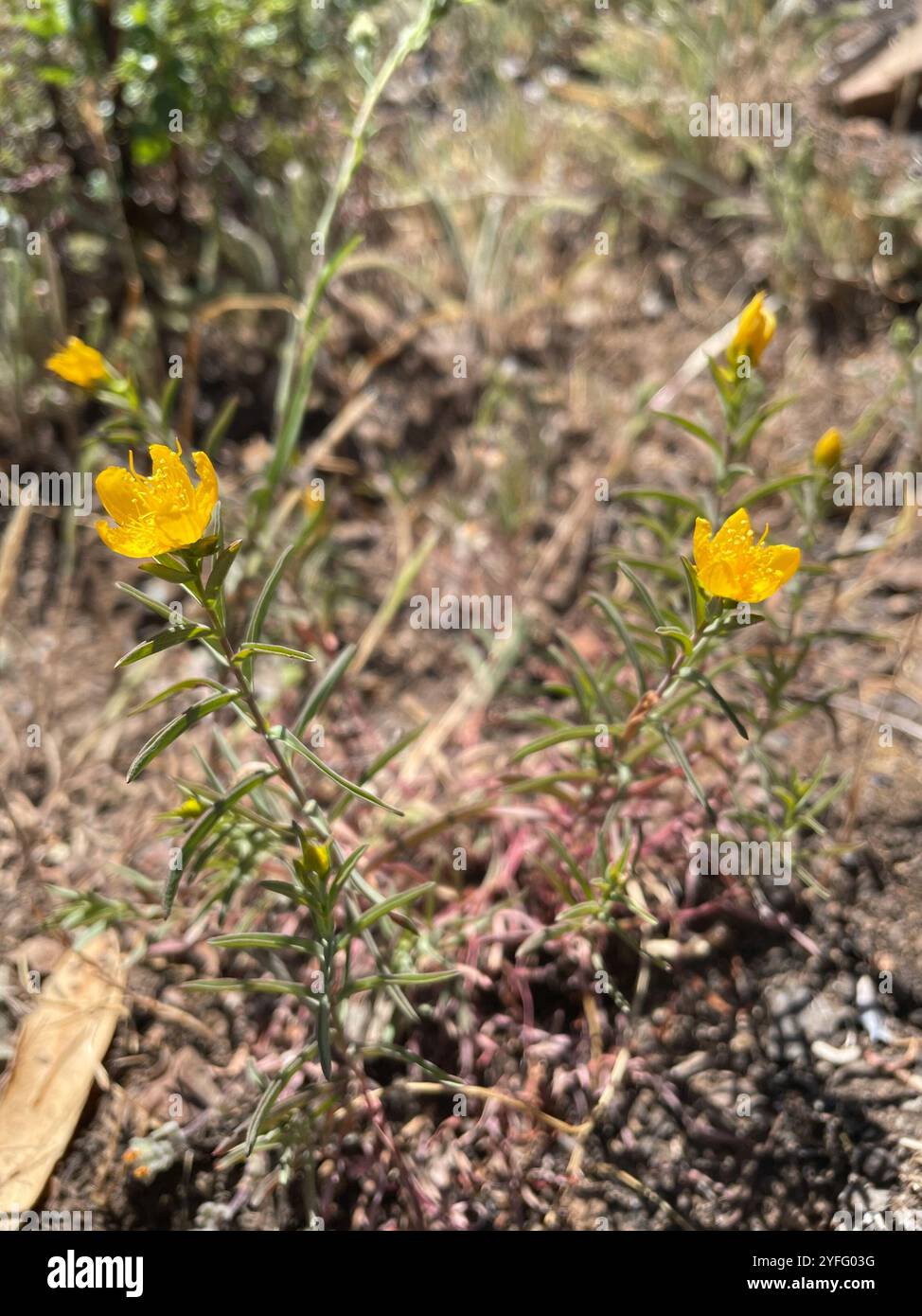 Goldwire hi-res stock photography and images - Alamy