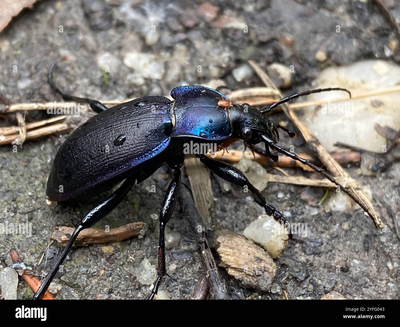 Violet ground beetle (Carabus violaceus Stock Photo - Alamy