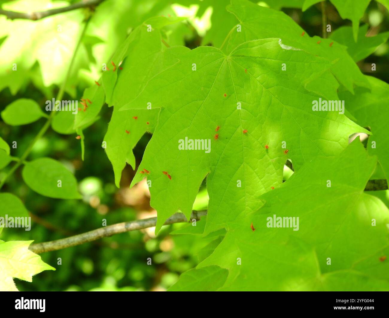 Spindle gall hi-res stock photography and images - Alamy