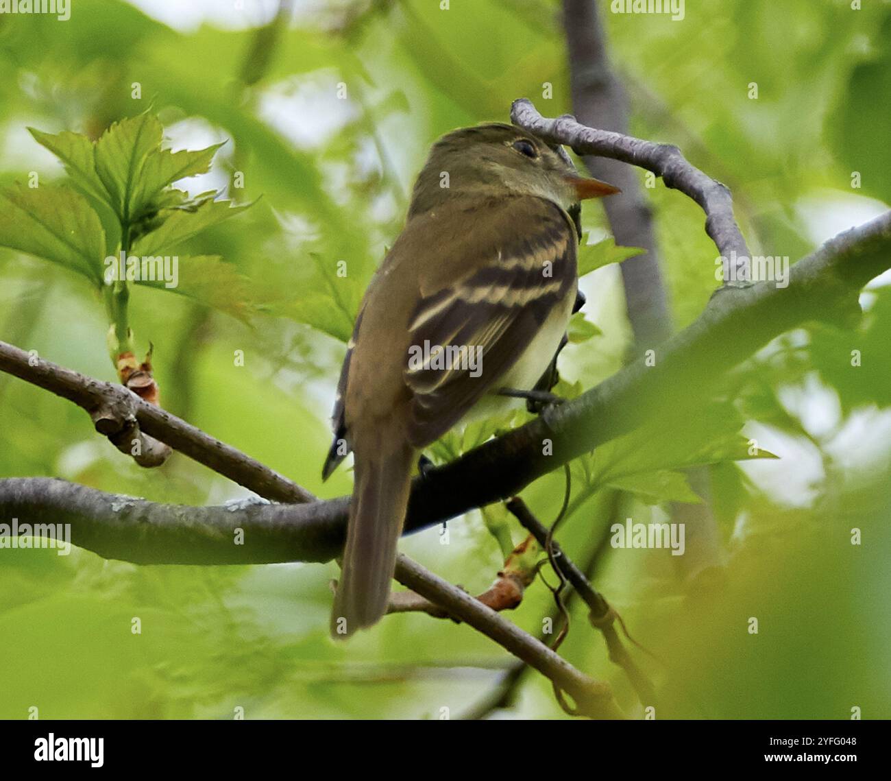 Empidonax Flycatchers (Empidonax Stock Photo - Alamy