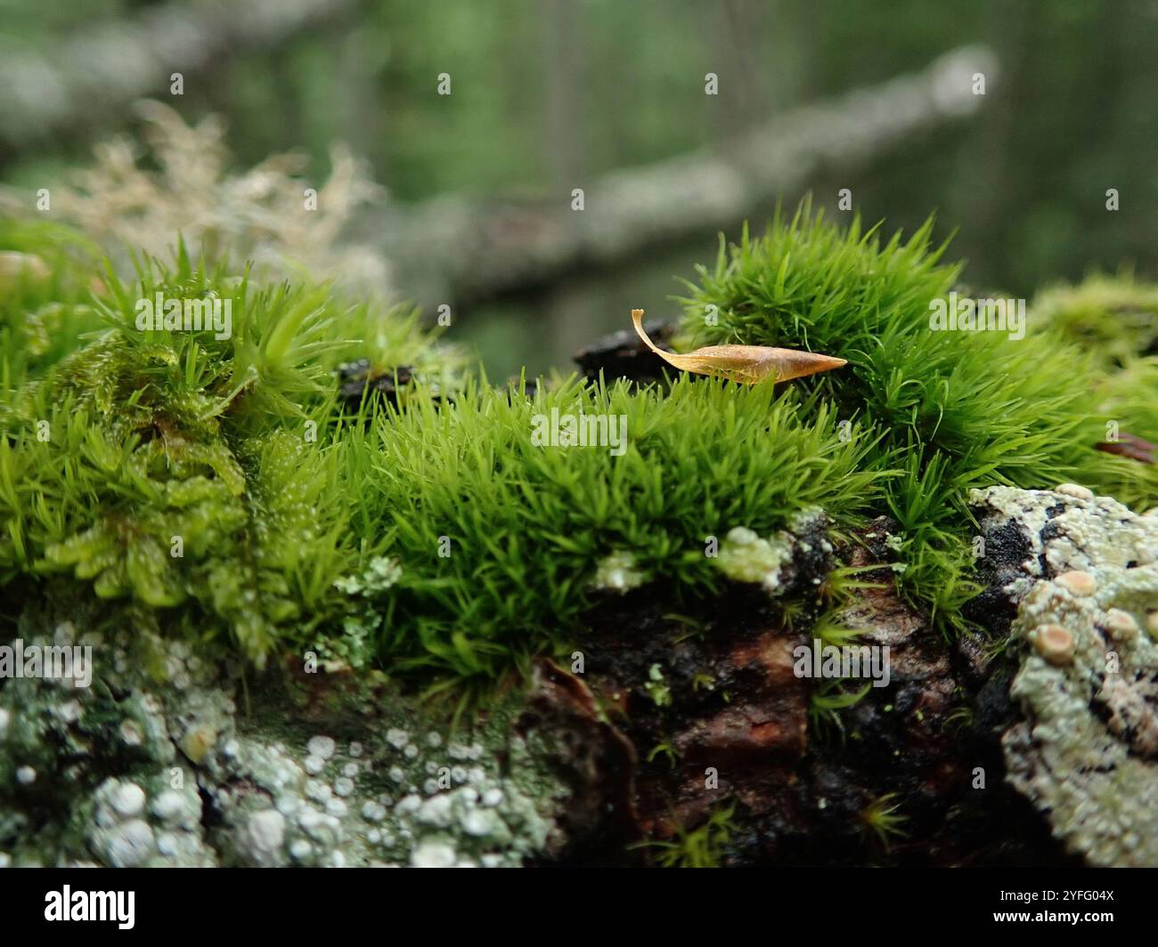 Fragile Fork-moss (Dicranum tauricum Stock Photo - Alamy
