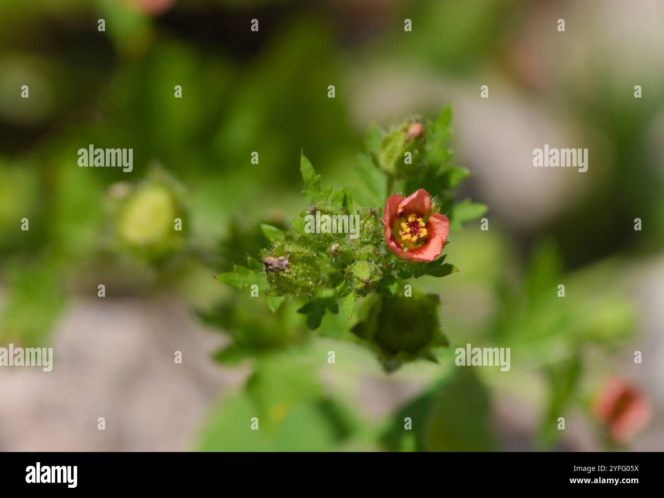 Carolina Bristlemallow (Modiola caroliniana Stock Photo - Alamy
