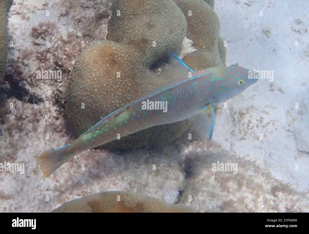 Puddingwife Wrasse (Halichoeres radiatus Stock Photo - Alamy