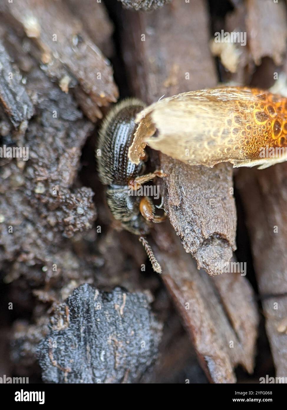 Hairy Spider Weevil (Barypeithes pellucidus Stock Photo - Alamy
