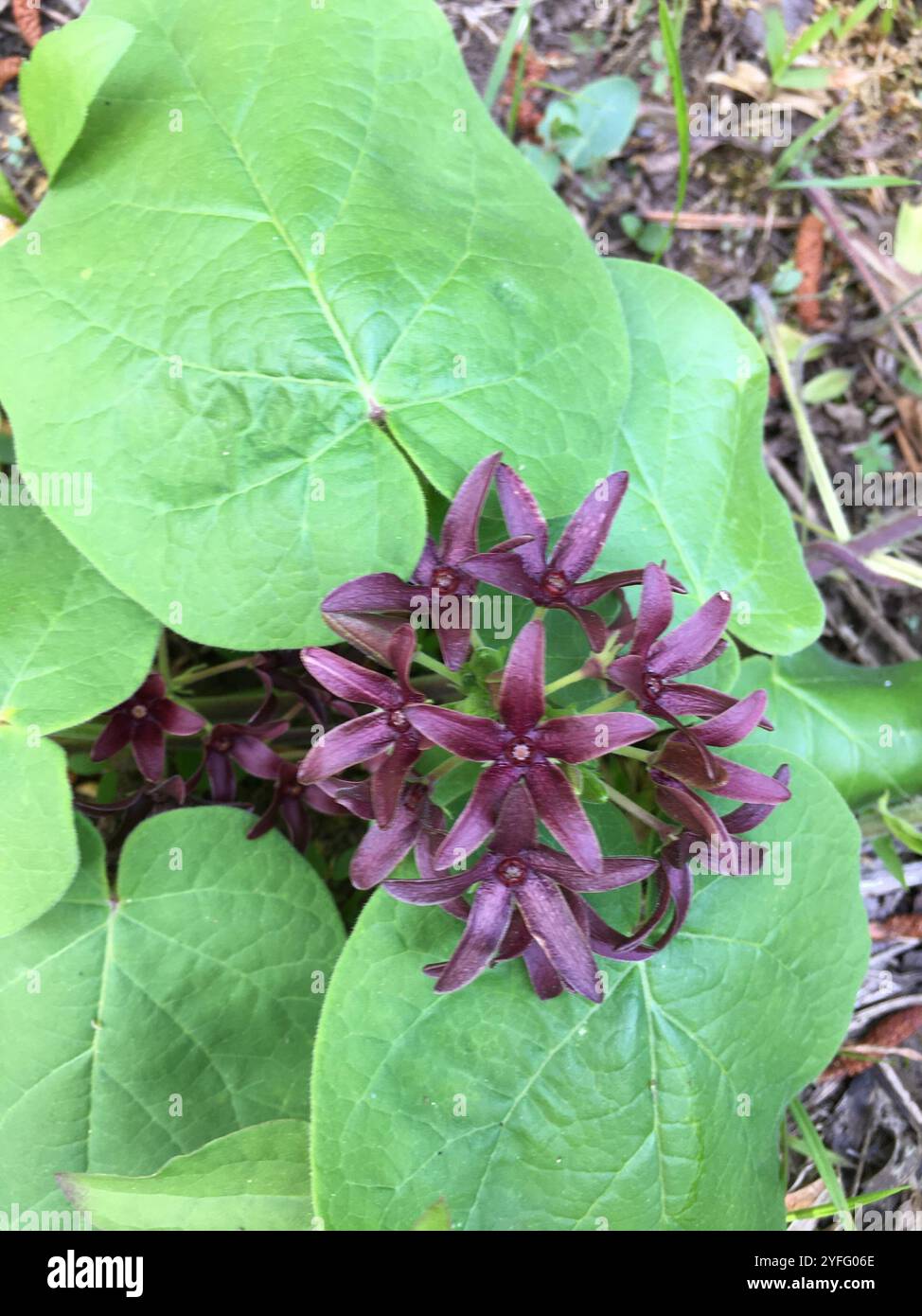 Carolina climbing-milkweed (Matelea carolinensis Stock Photo - Alamy