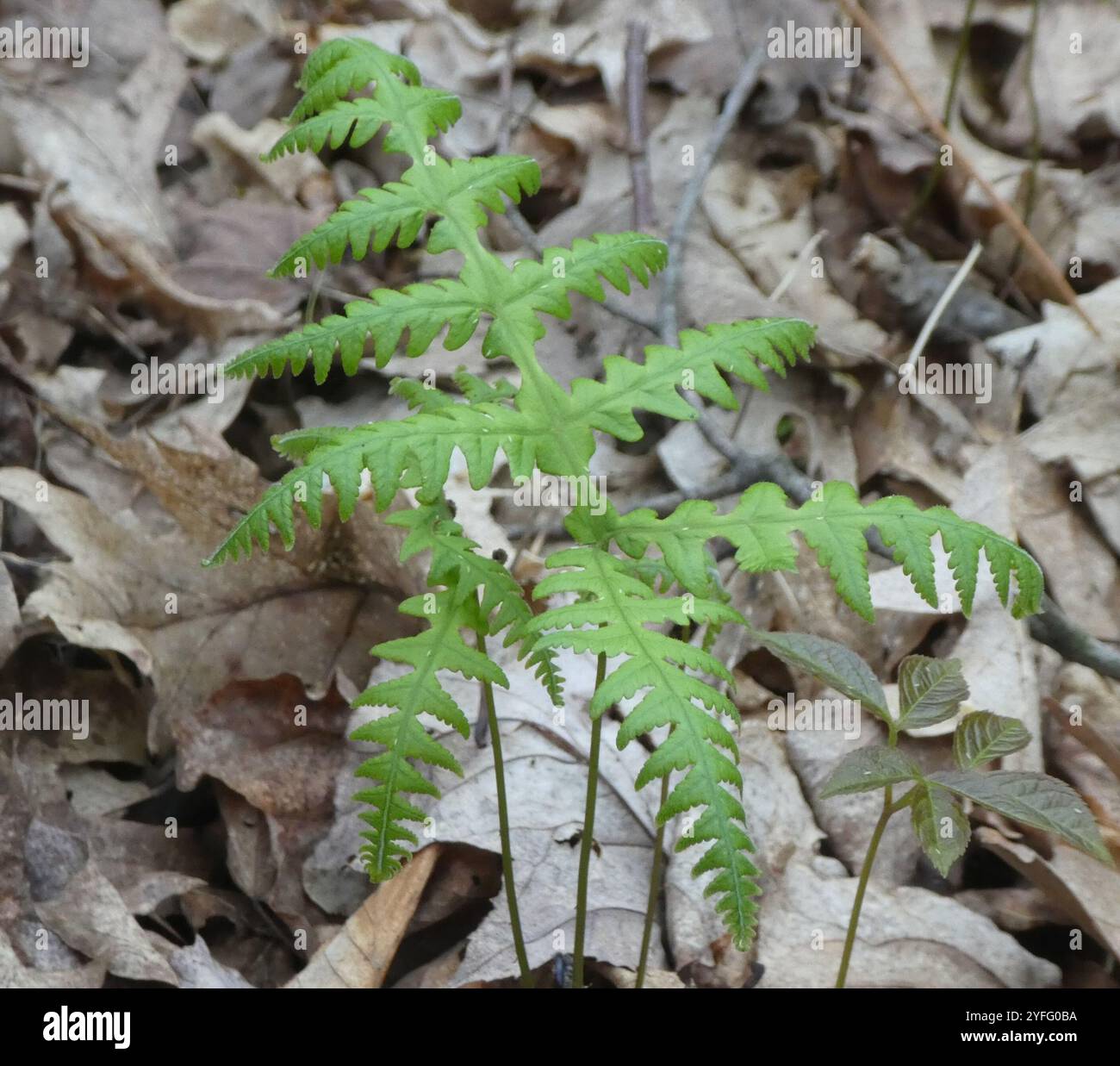 broad beech fern (Phegopteris hexagonoptera Stock Photo - Alamy