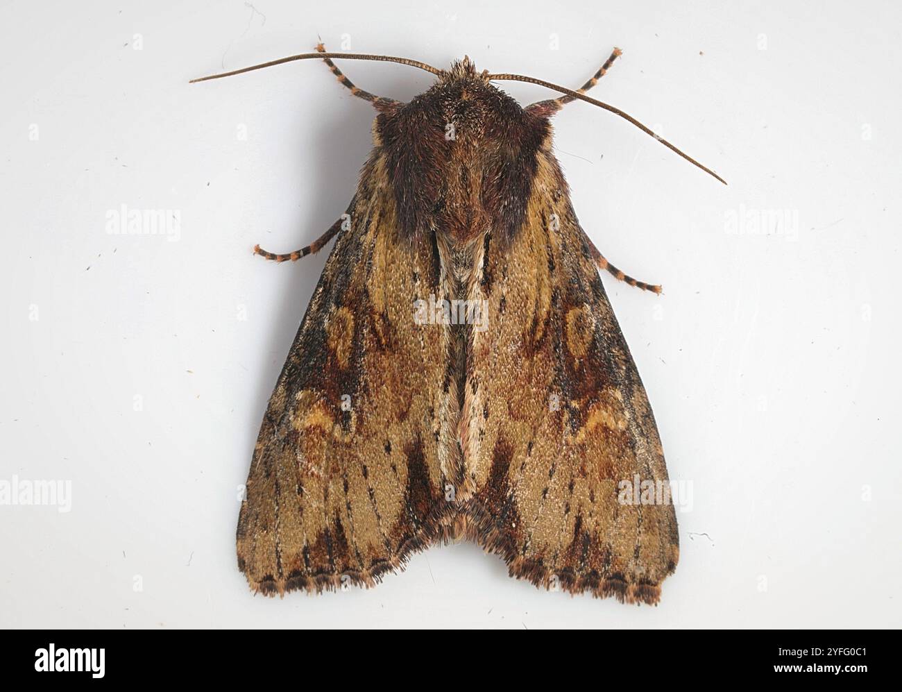 Clouded-bordered Brindle (Apamea crenata Stock Photo - Alamy