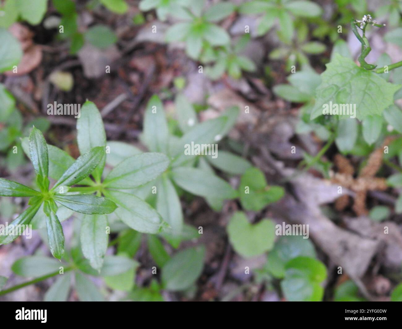 fragrant bedstraw (Galium triflorum Stock Photo - Alamy