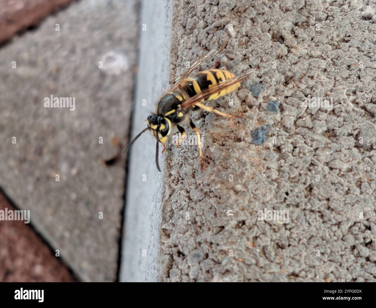 Common European Yellowjacket (Vespula vulgaris Stock Photo - Alamy