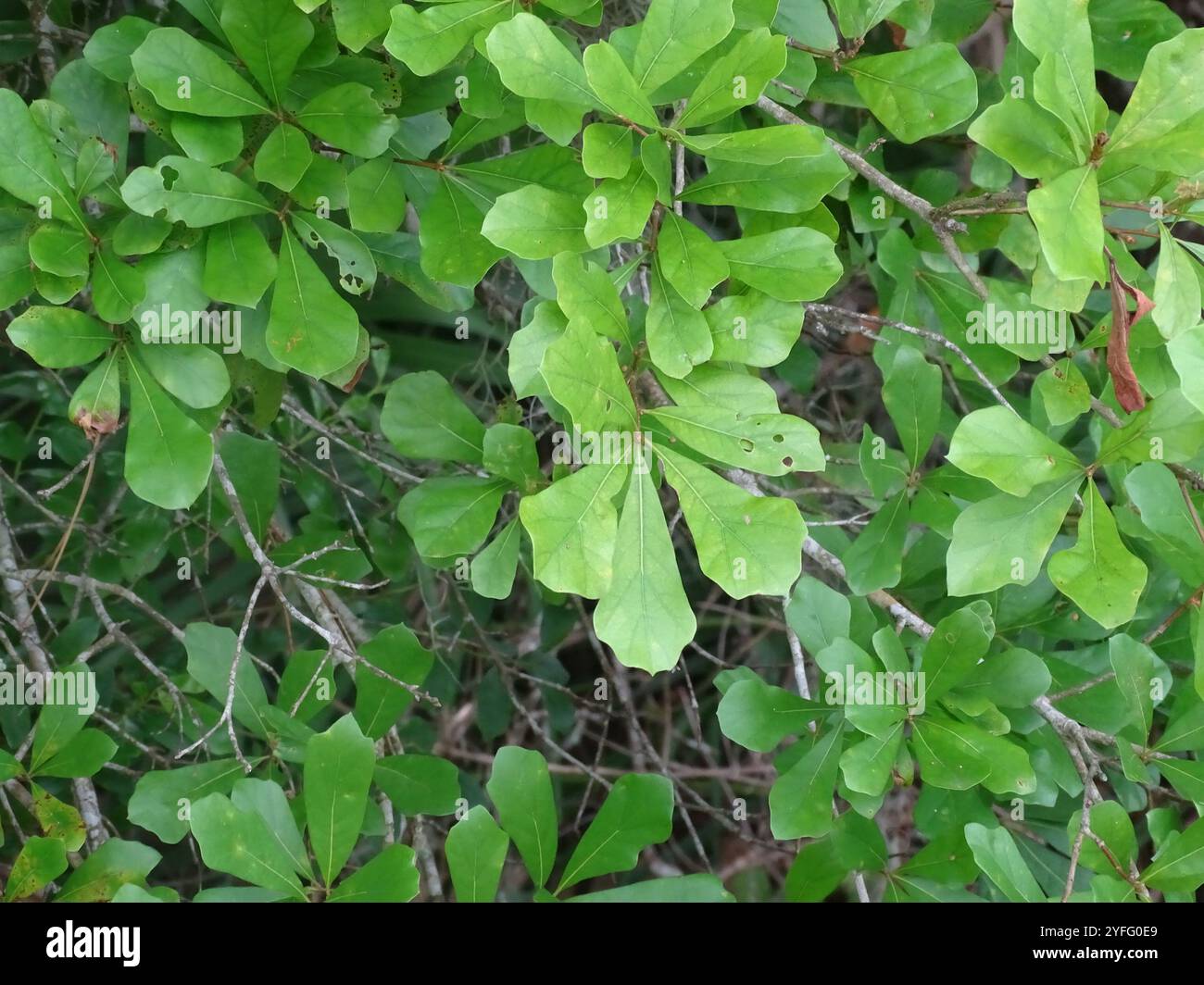 water oak (Quercus nigra Stock Photo - Alamy