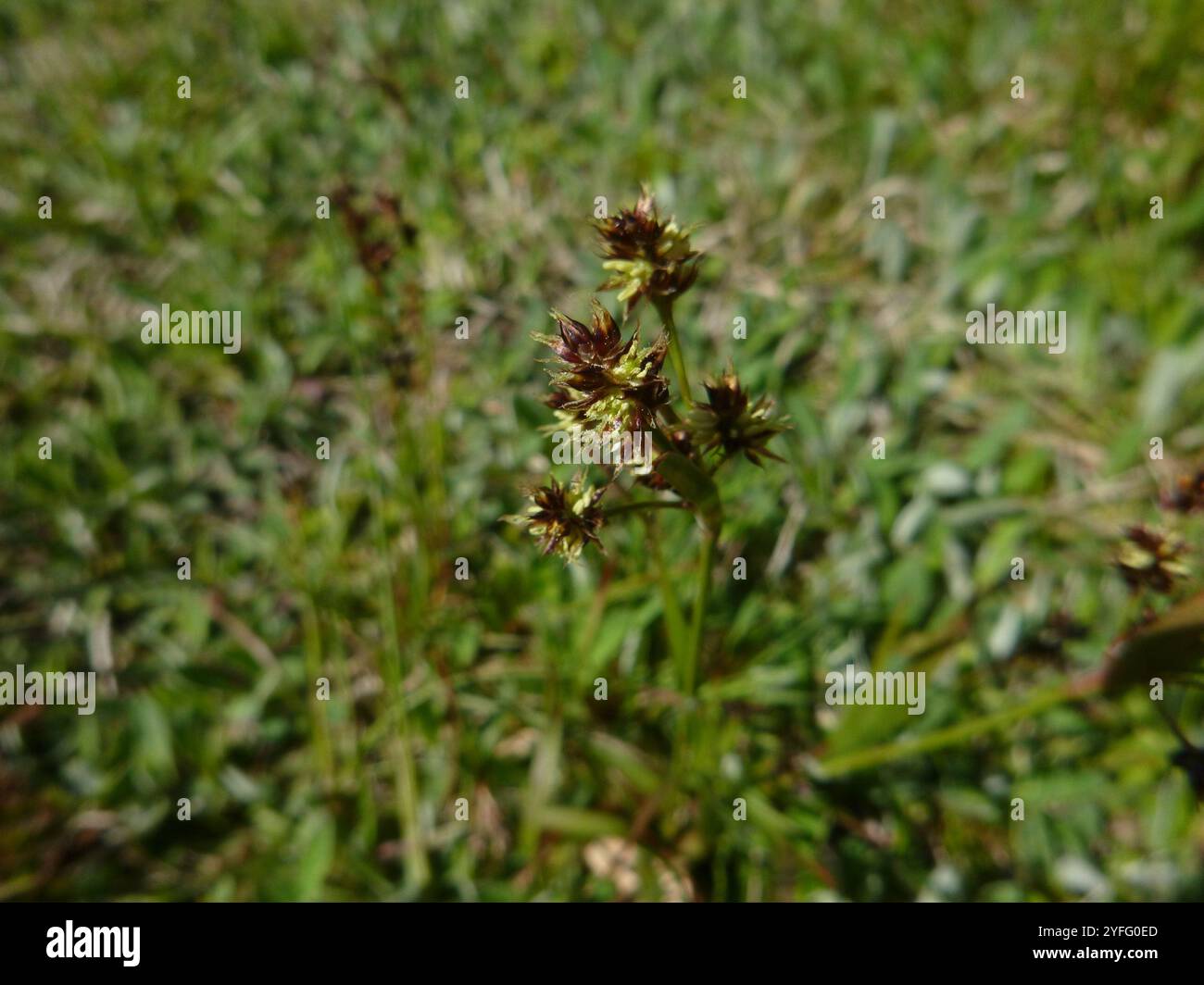 Field woodrush (Luzula campestris Stock Photo - Alamy