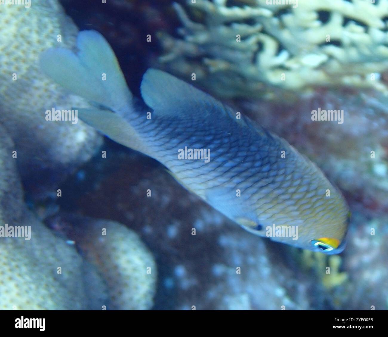 Threespot Damselfish (Stegastes planifrons Stock Photo - Alamy