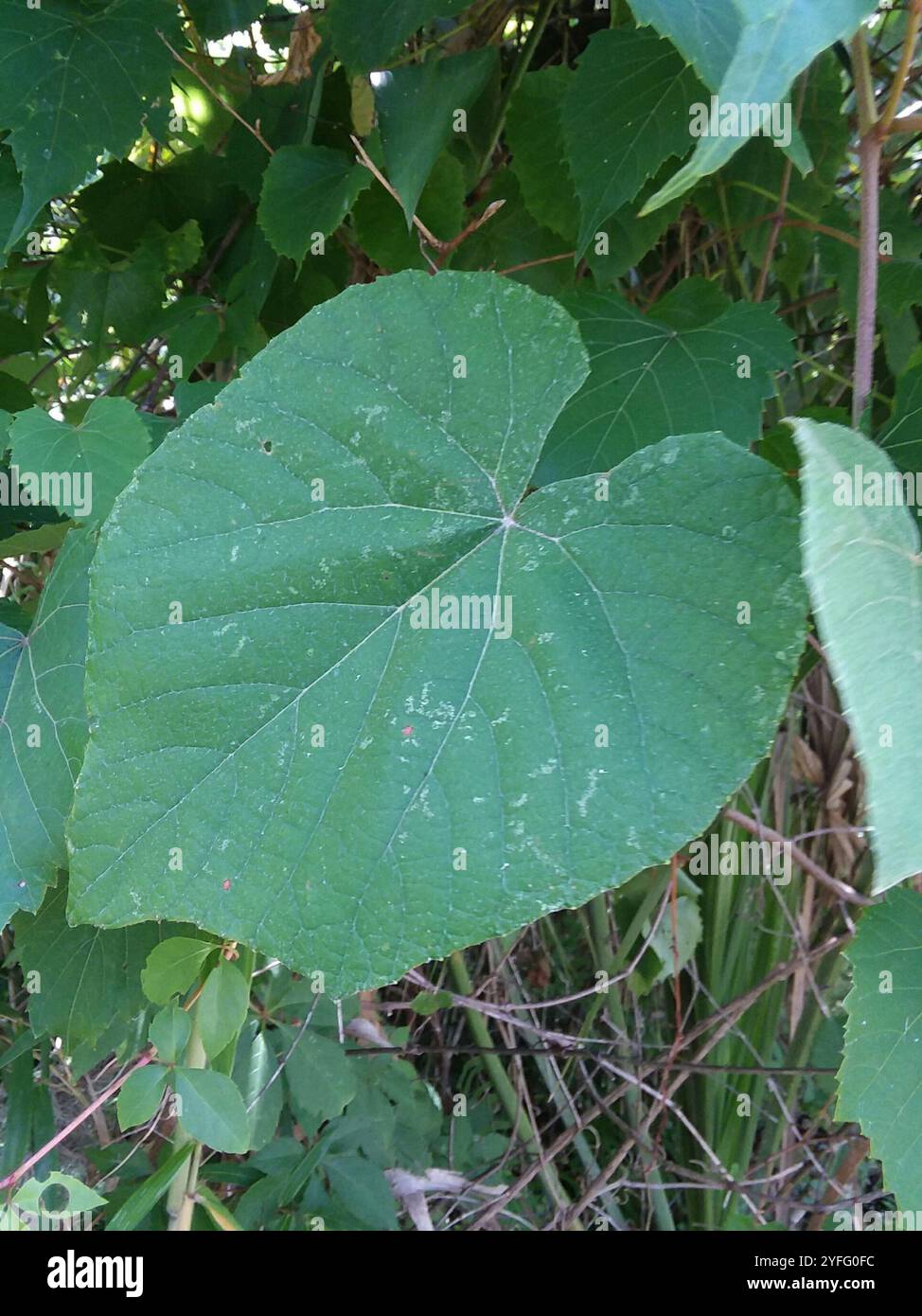 graybark grape (Vitis cinerea Stock Photo - Alamy